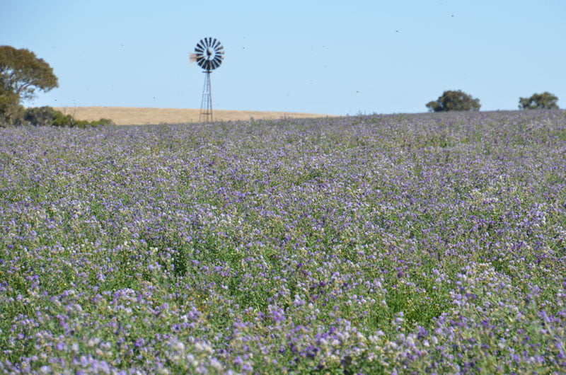 How to Grow Lucerne Seed - Lucerne Australia