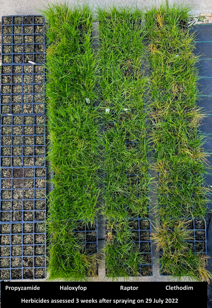Weed Management - Lucerne Australia